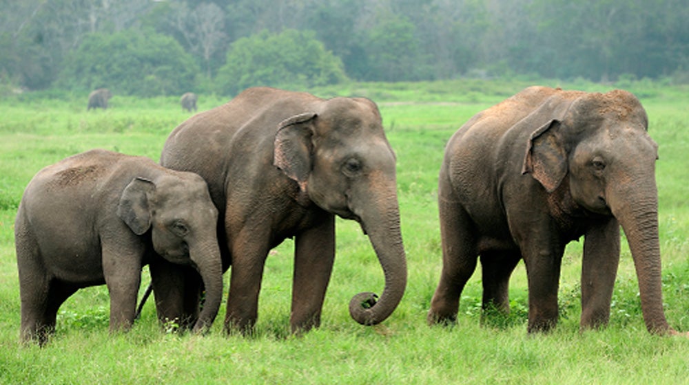 Elephant Herpes Virus Research