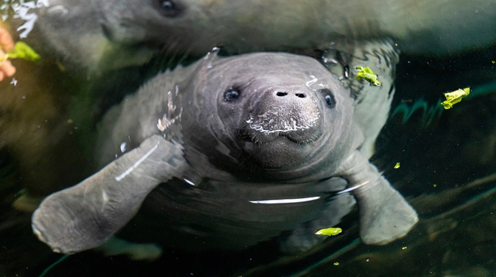 IUCN’s Conservation Planning Specialist Group